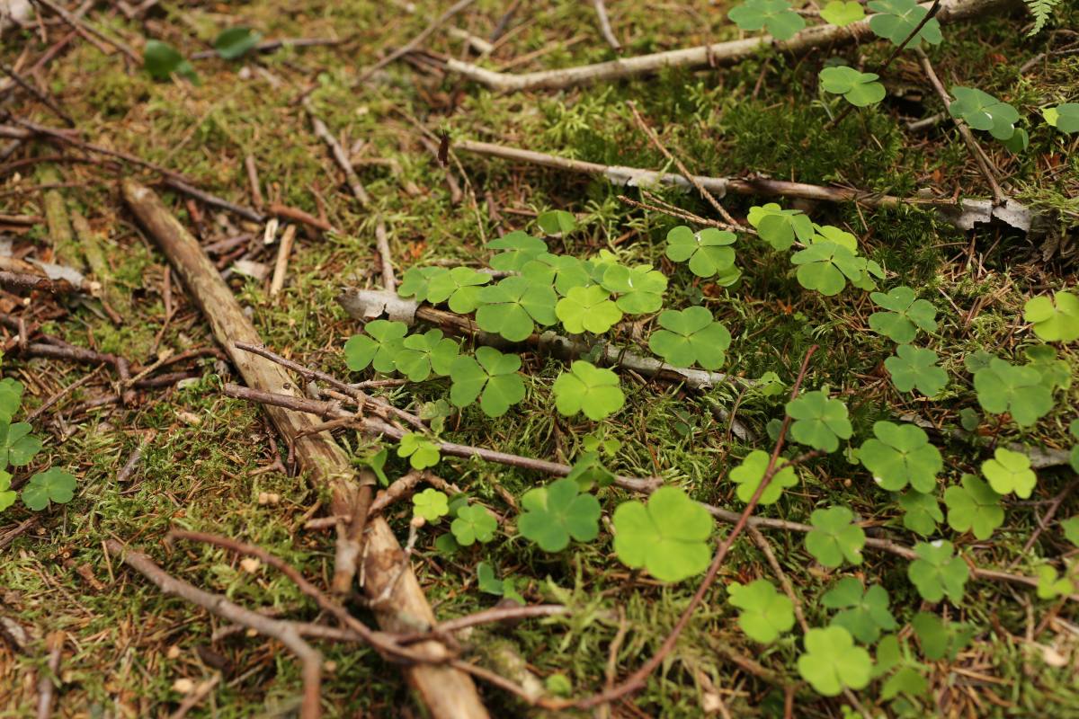 Kangasmetsien kasvupaikkojen opaskasvit | Puuntuottaja – raha on paras ...