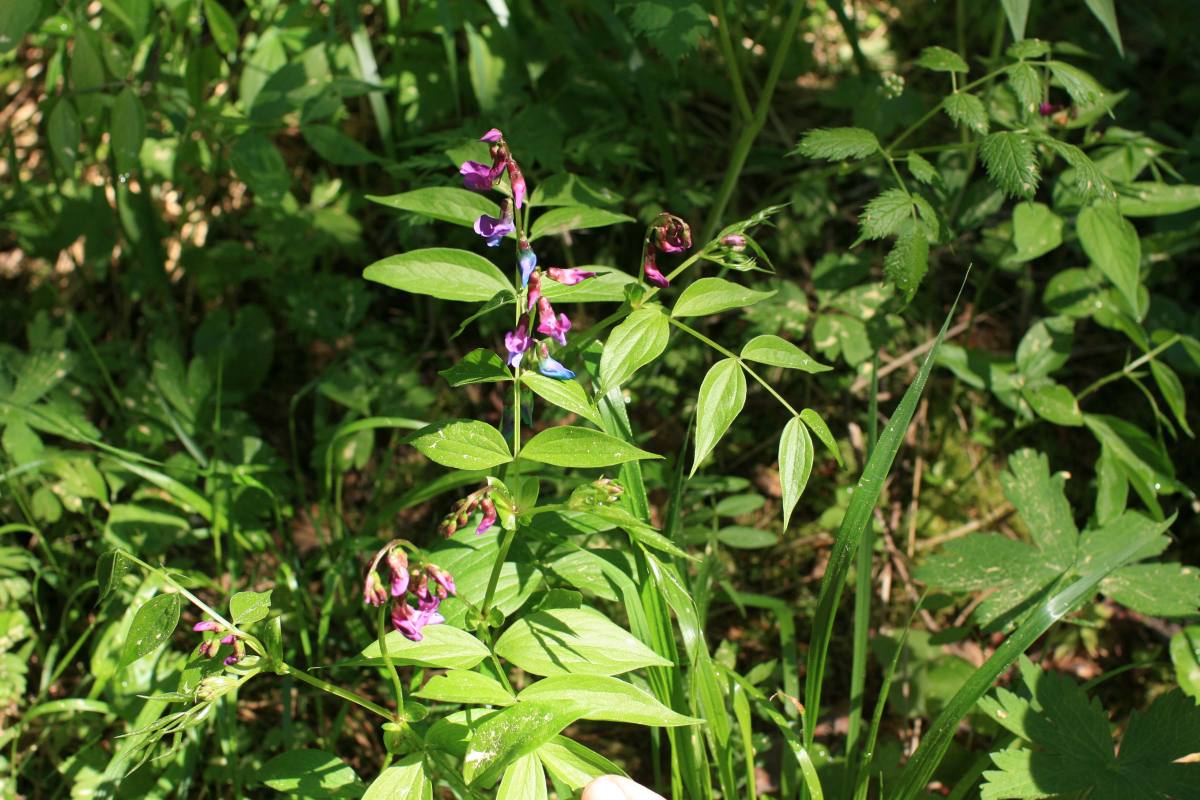 Kangasmetsien kasvupaikkojen opaskasvit | Puuntuottaja – raha on paras ...