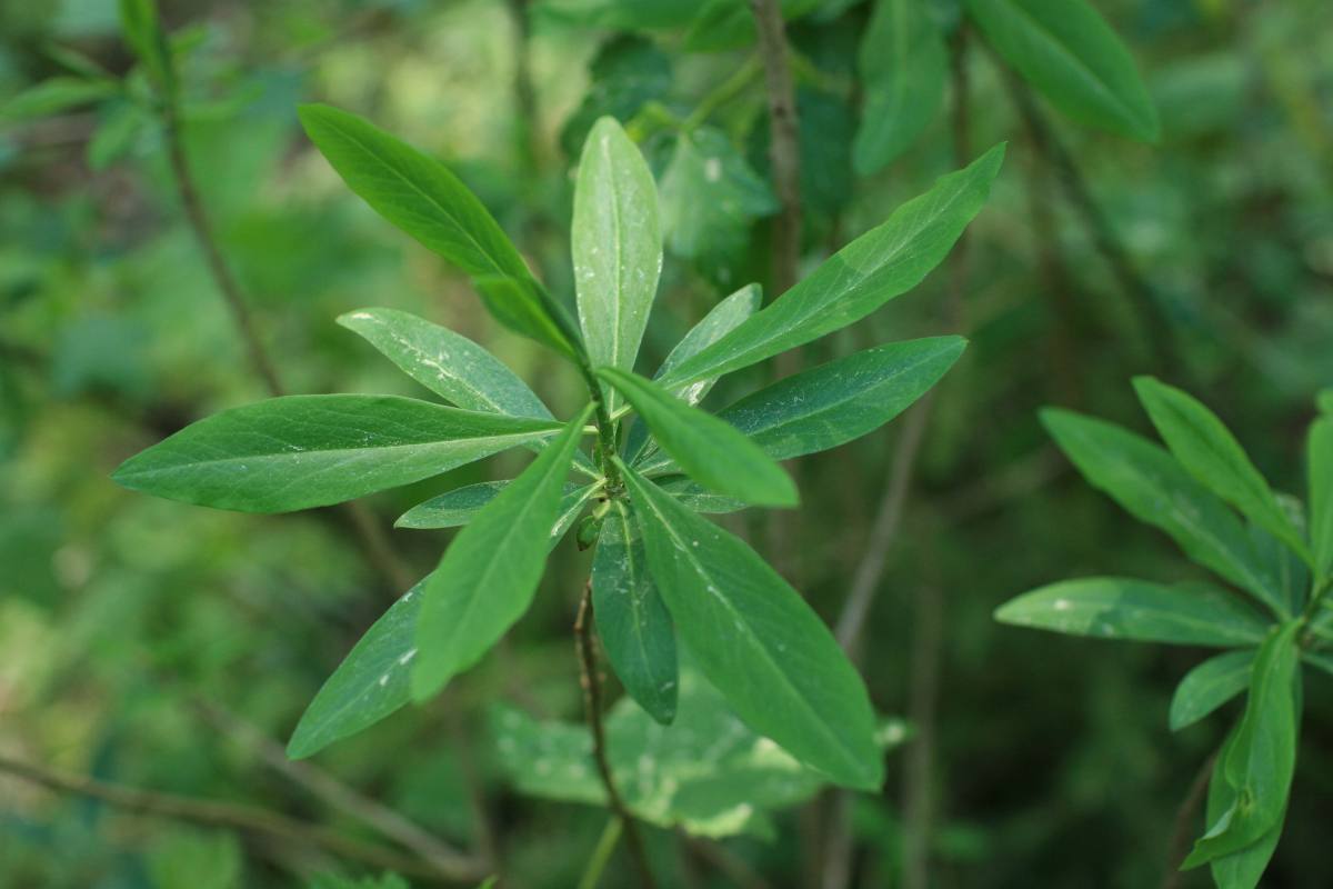 Kangasmetsien kasvupaikkojen opaskasvit | Puuntuottaja – raha on paras ...